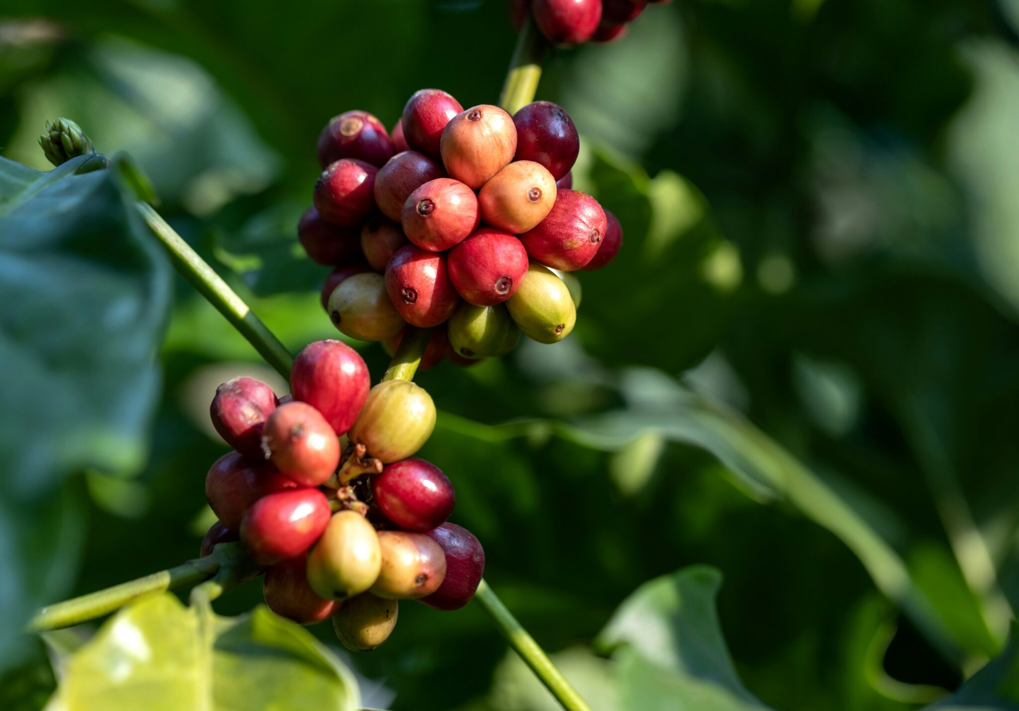 Découverte du café : mythe ou réalité ? Retour sur son origine